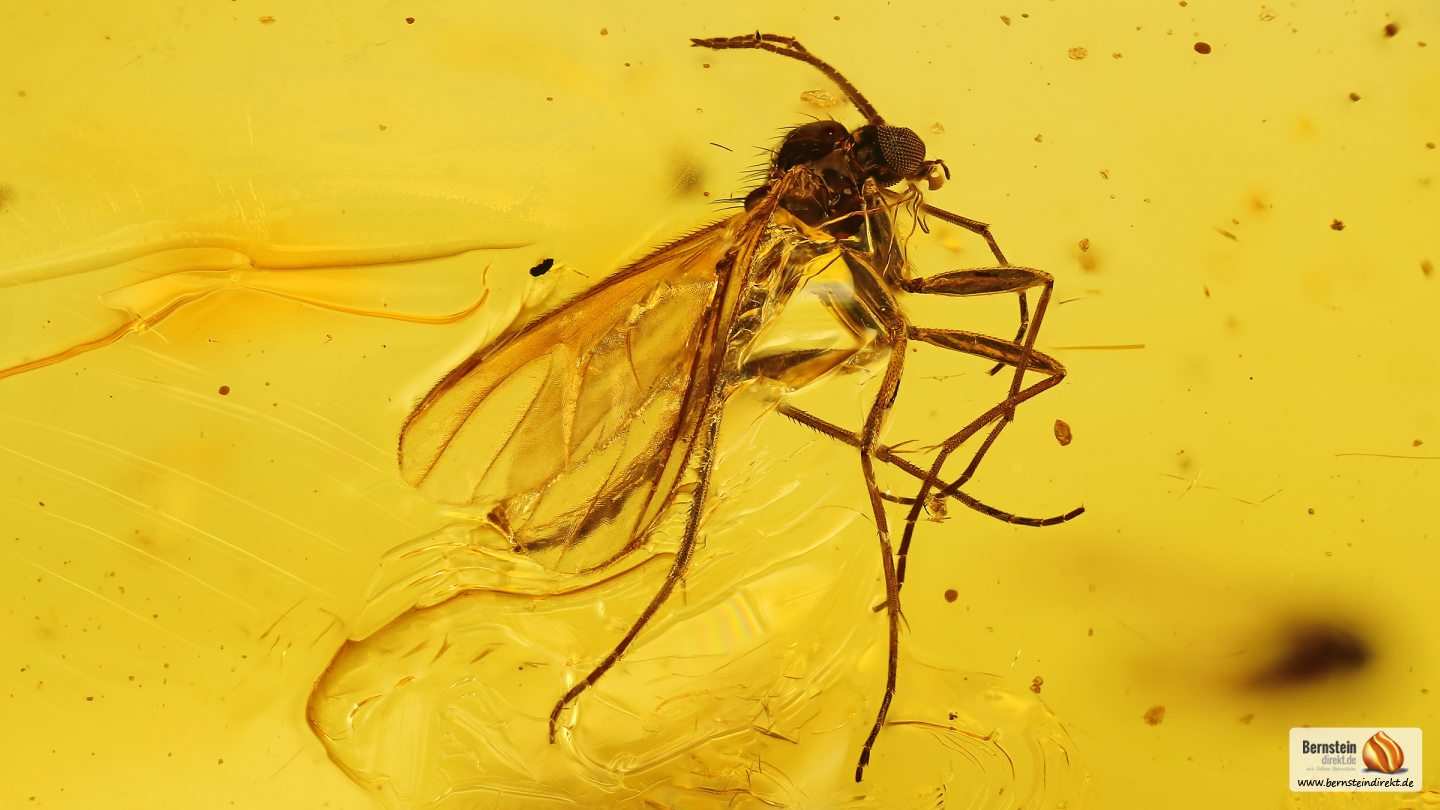 Mehrere Insekten im Bernstein, Mücken sowie weitere Einschlüsse im Baltischen Bernstein